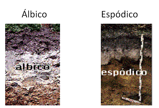 HORIZONTES DE SUELOS ORGÁNICOS
